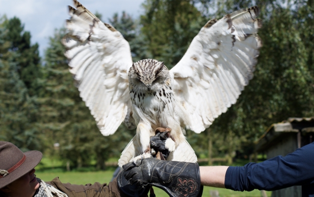 Eulen,Kautz,Uhu,Schleiereule,Schneeule,Eulentage,Eulenerlebnisse
